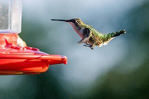 Home | Houston Audubon