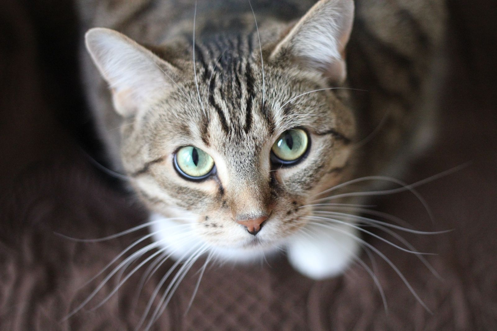 overview : View Animals : Adopt : Eastern Madera County SPCA
