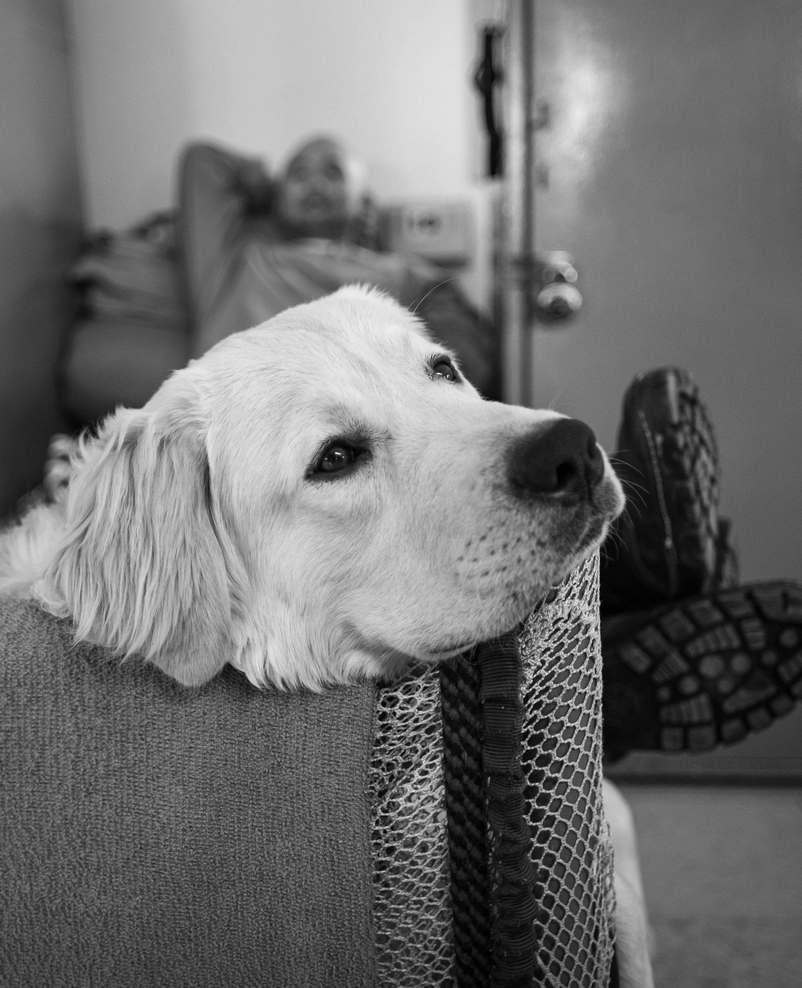benefits-of-service-dog-support-on-sleep-disorders