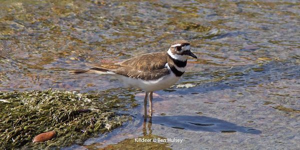 Killdeer | Bird Gallery | Houston Audubon
