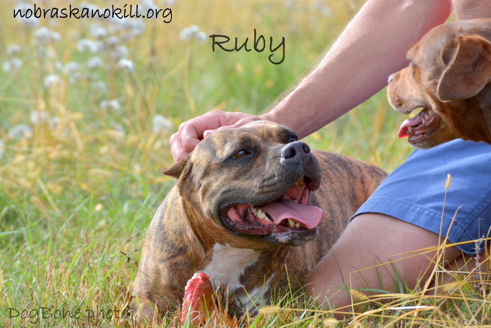 Nebraska No Kill Canine Rescue : Available Dogs : Ruby