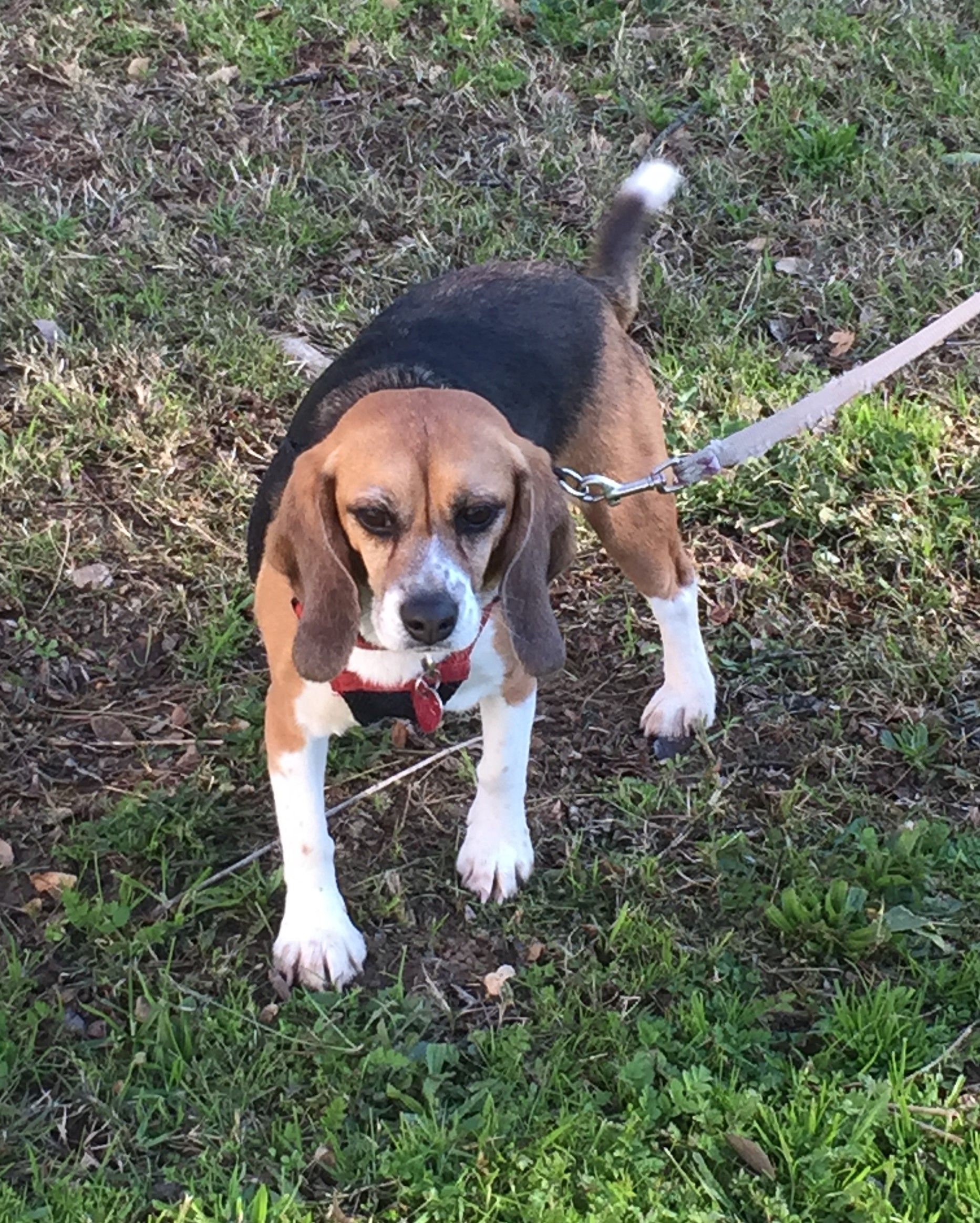 Ruthie : 3R Dogs : Adopt : 3R Rescue, Inc.