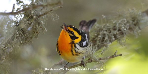 Sheldon Lake Survey : Event Calendar | Houston Audubon