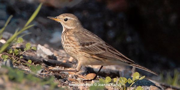 American Pipit | Bird Gallery | Houston Audubon