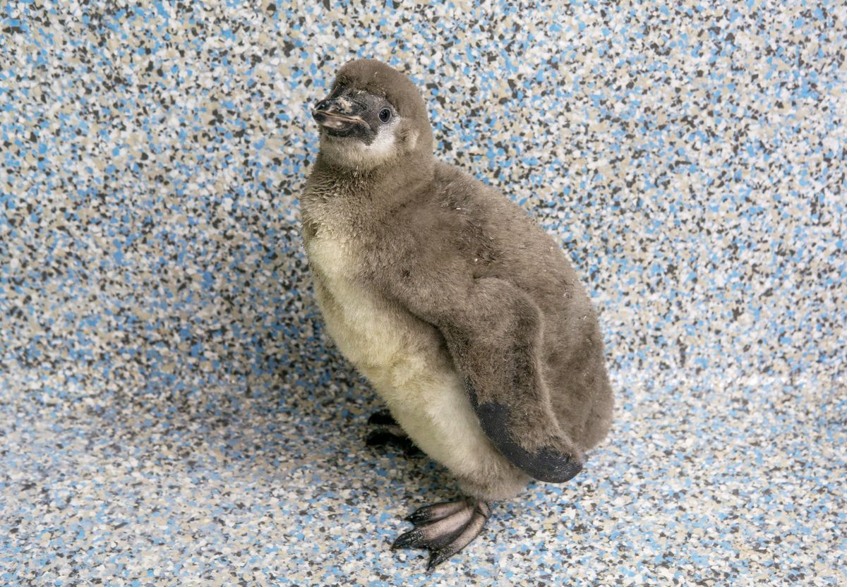 Penguin Chick Name Voting : Animals : Lincoln Children's Zoo