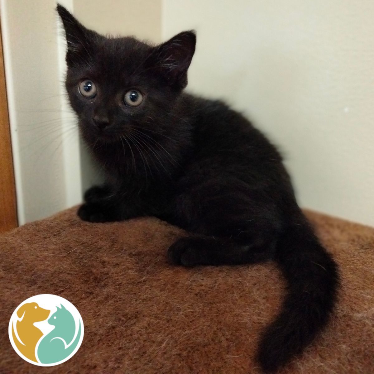Adopt Black Cats : Adopt : Toledo Animal Rescue