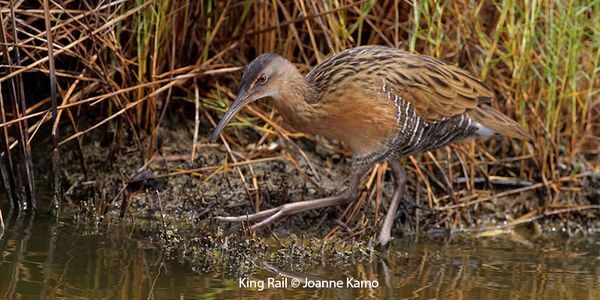 King Rail | Bird Gallery | Houston Audubon