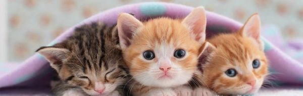 EMCSPCA eNews : News & Events : Eastern Madera County SPCA