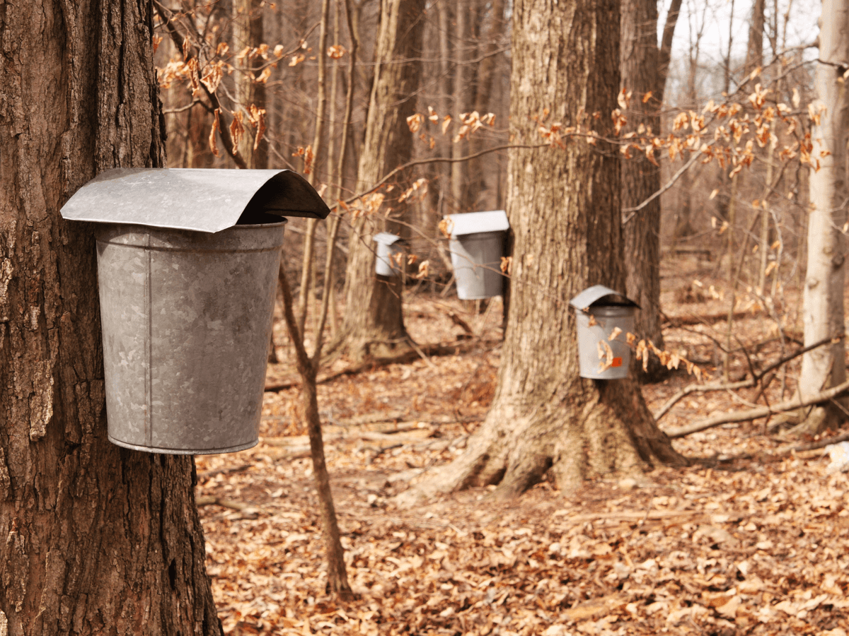 Maple Sugaring