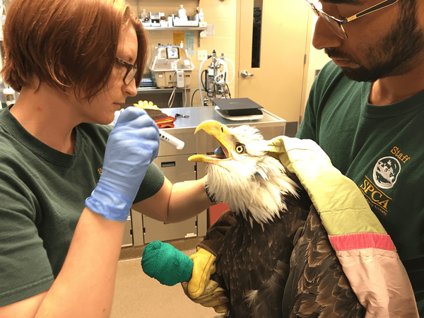 The SPCA for Monterey County