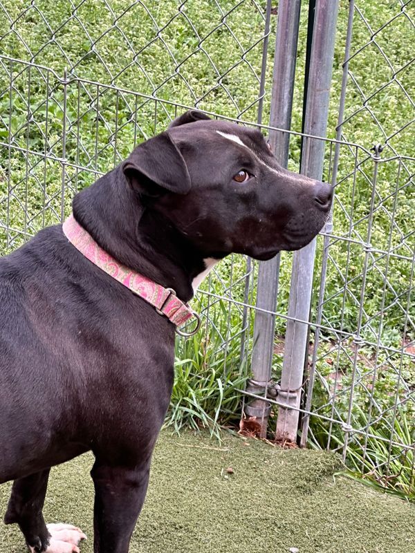 Bailey : Available Dogs : Nebraska No Kill Canine Rescue