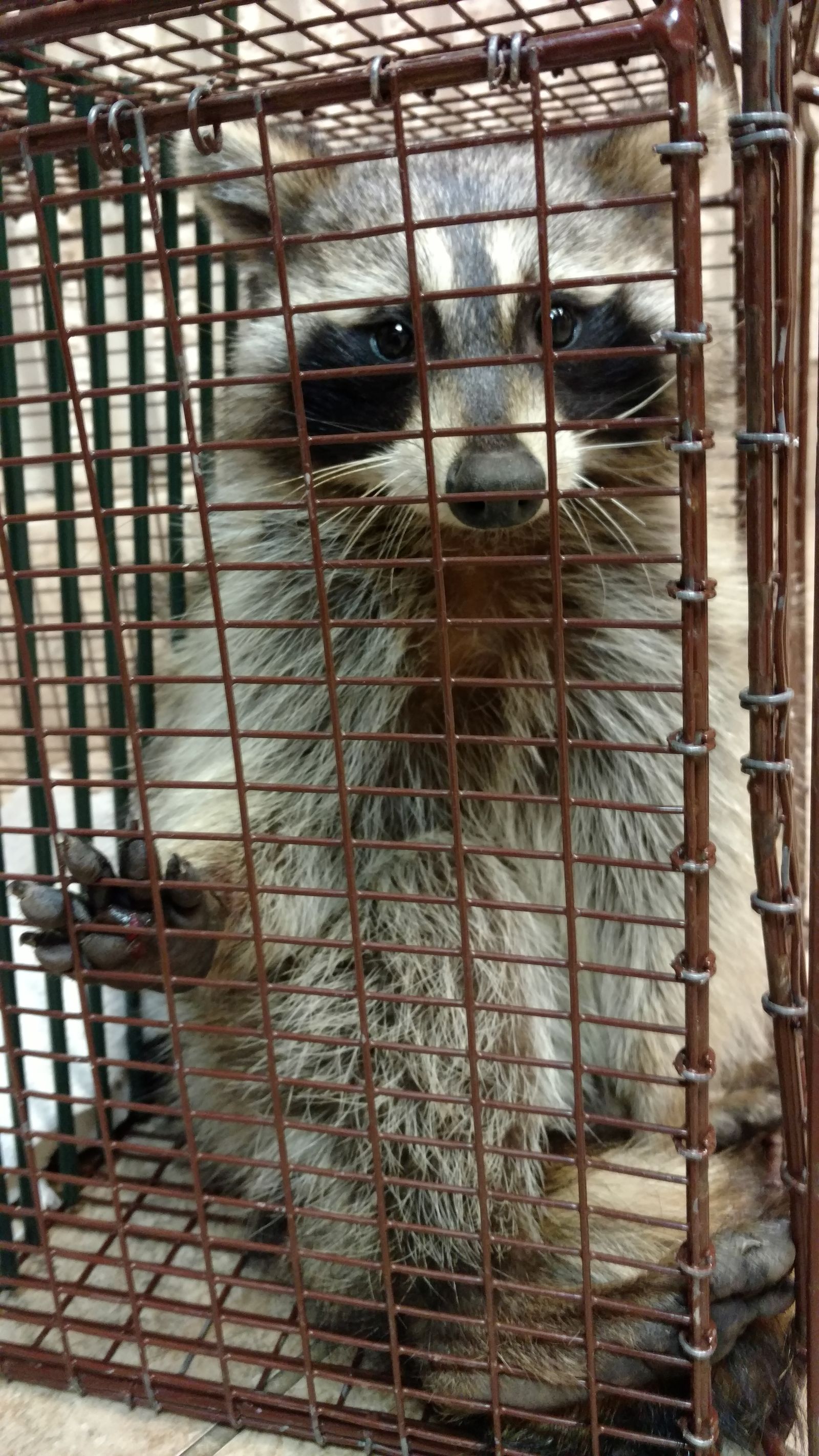 Raccoon Rescued from Leghold Trap : Wildlife Rehab News | NWRI | Omaha, NE