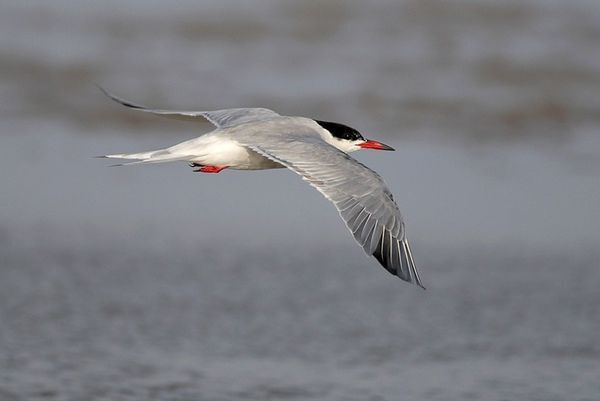 Common Tern | Bird Gallery | Houston Audubon