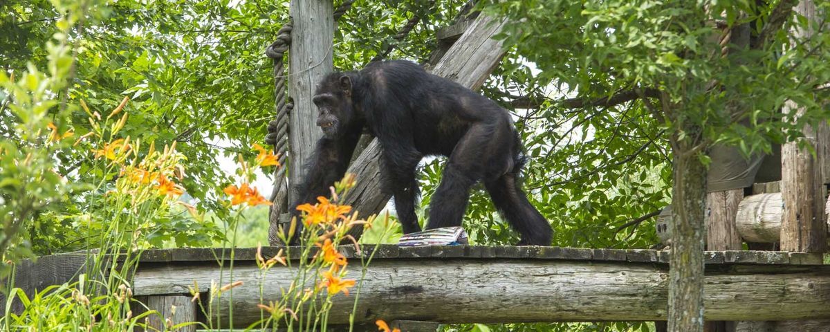 Online Classes and Virtual Events : News & Events : Fauna Foundation