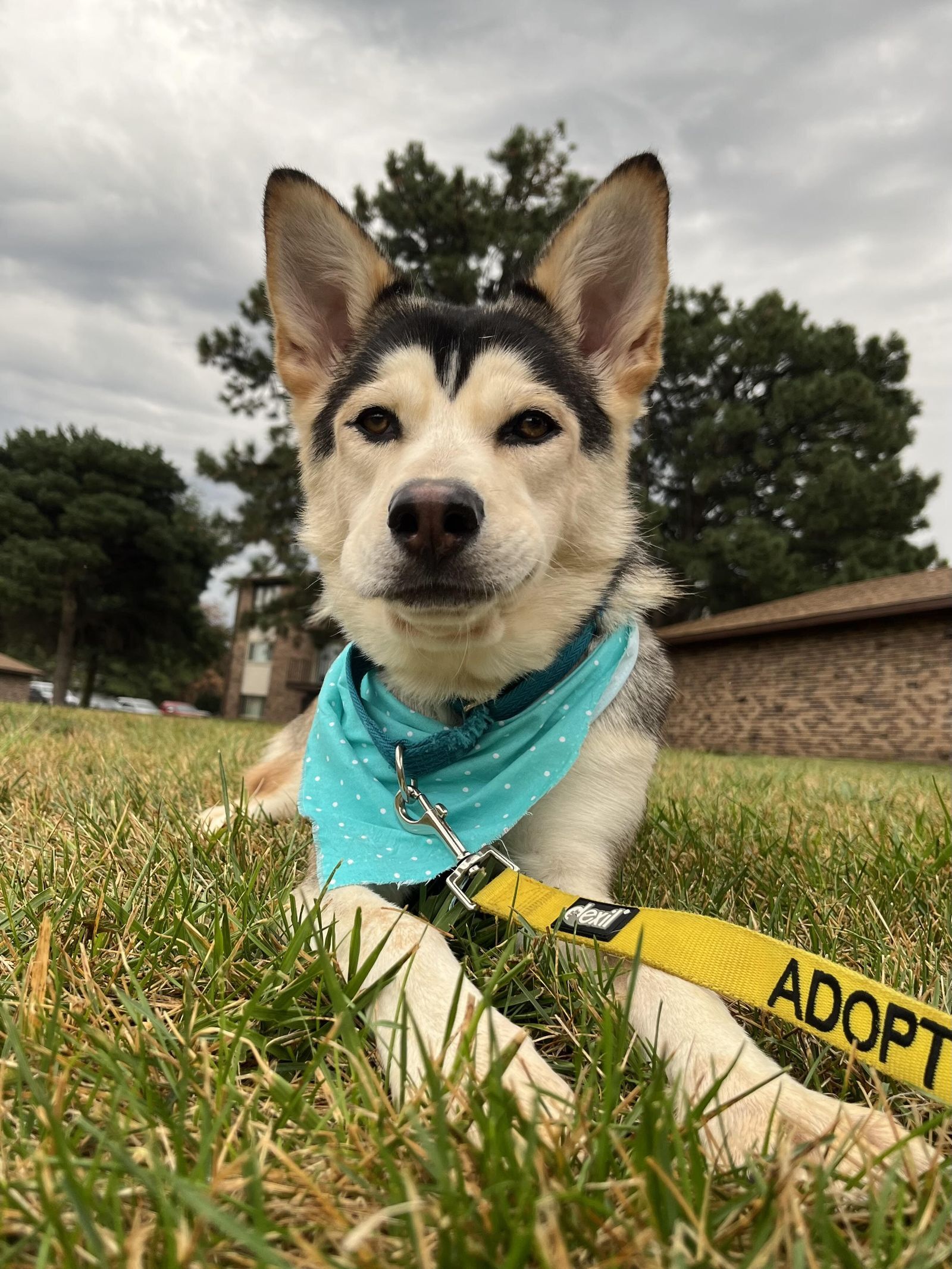 Kitana : Available Dogs : Nebraska No Kill Canine Rescue