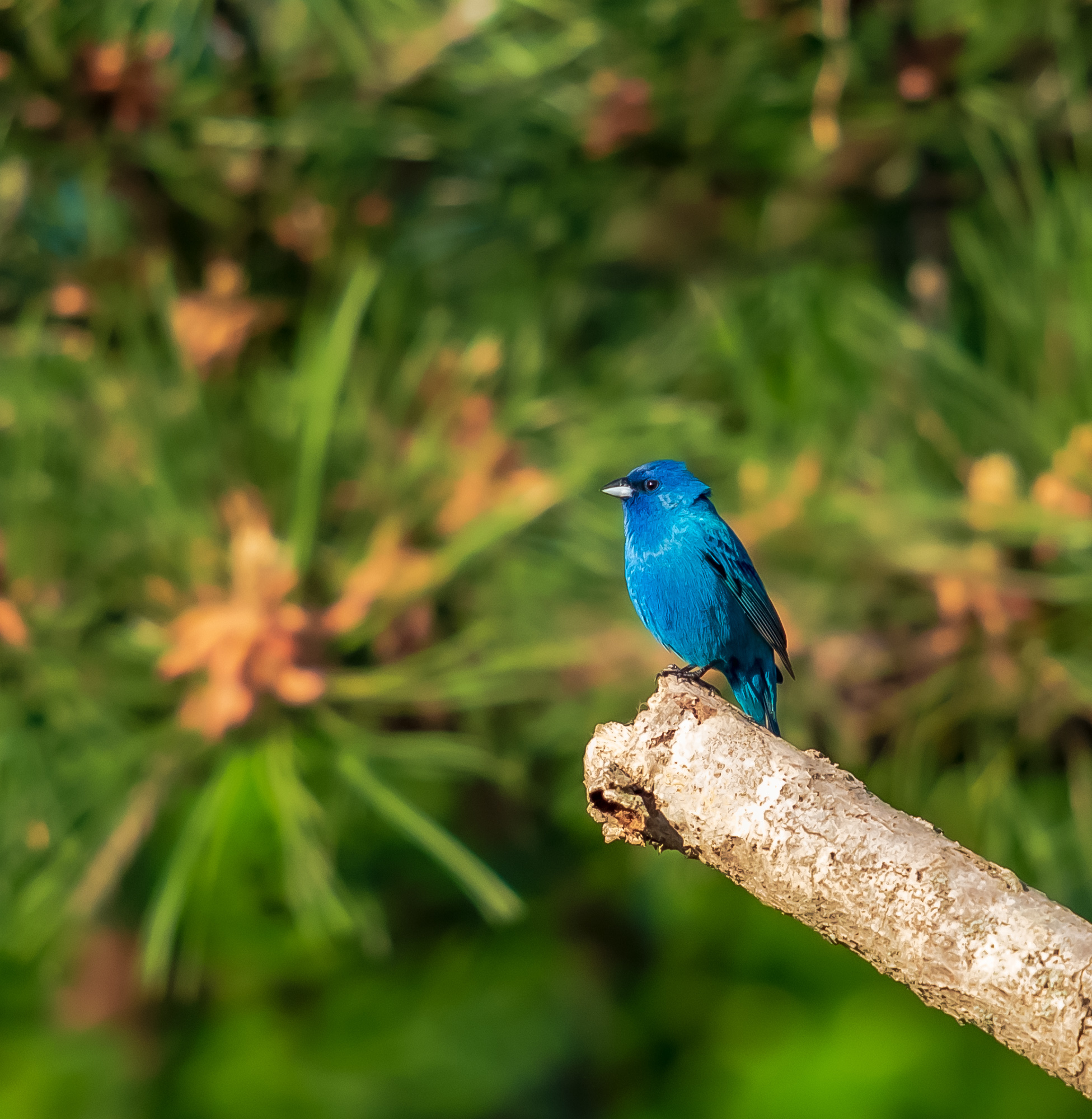 What You Can Do To Protect Birds