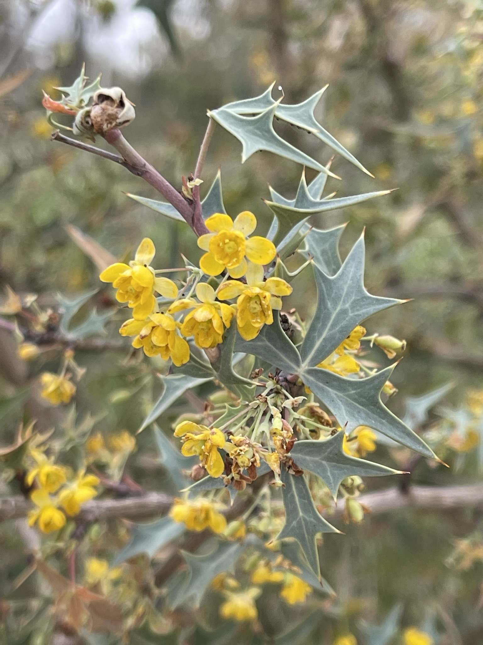 Riverside Nature Center Gleaner's Handbook of Native Wildflowers