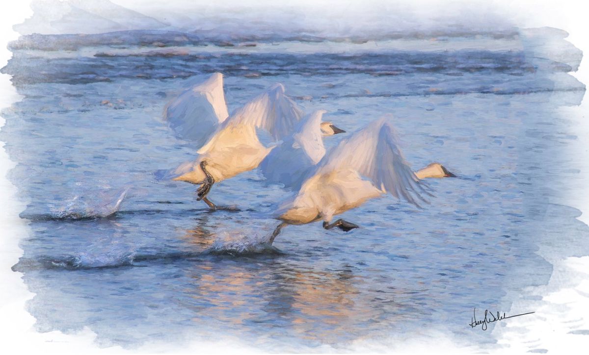 Interior Population | Trumpeter Swan Society