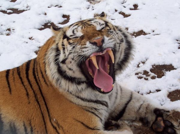 Tigger : In Memory : Meet the Animals : Center for Animal Research and ...