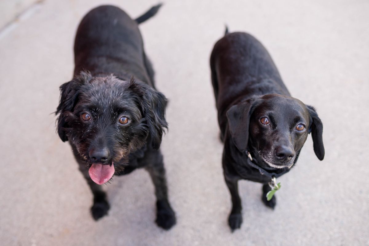 Homeward Animal Shelter : Home