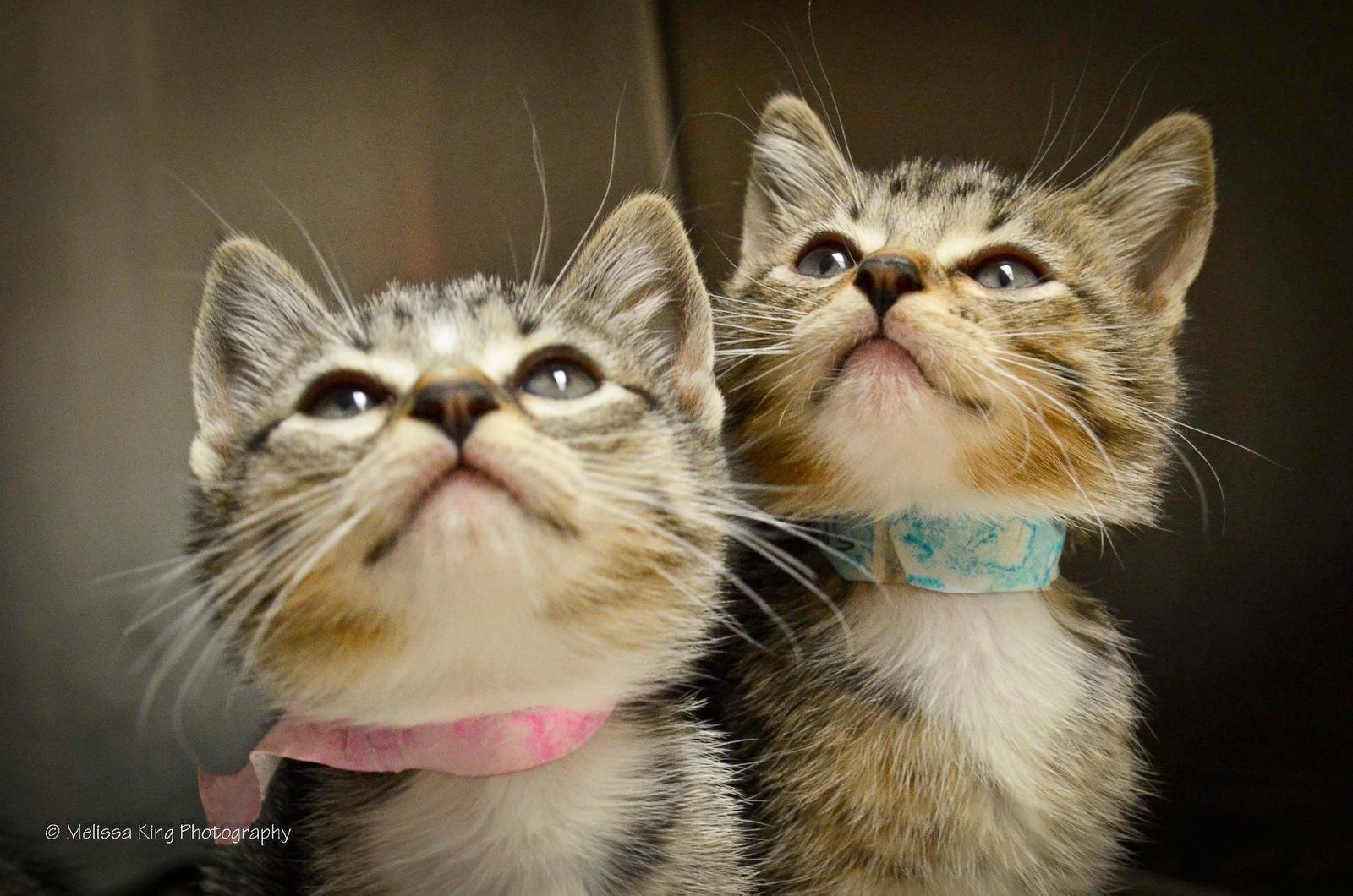 Tri-County Humane Society
