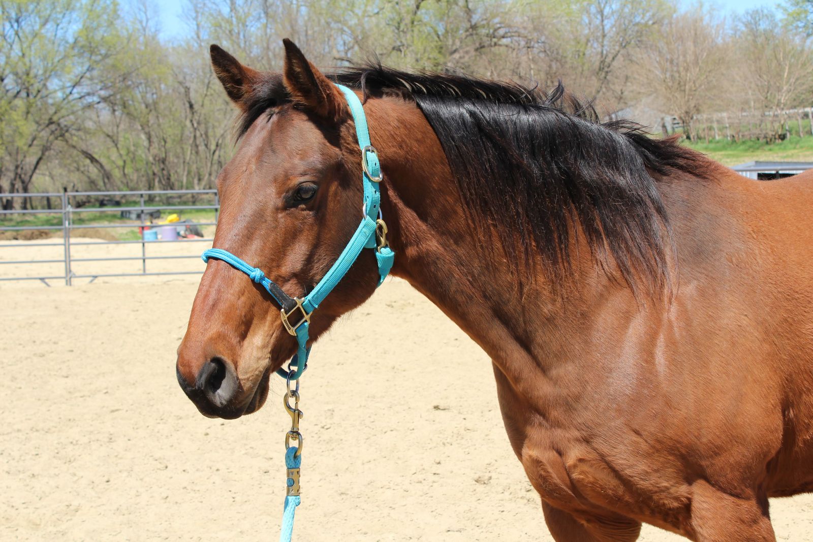 Meet our horse staff : Staff : Victory Riding Academy