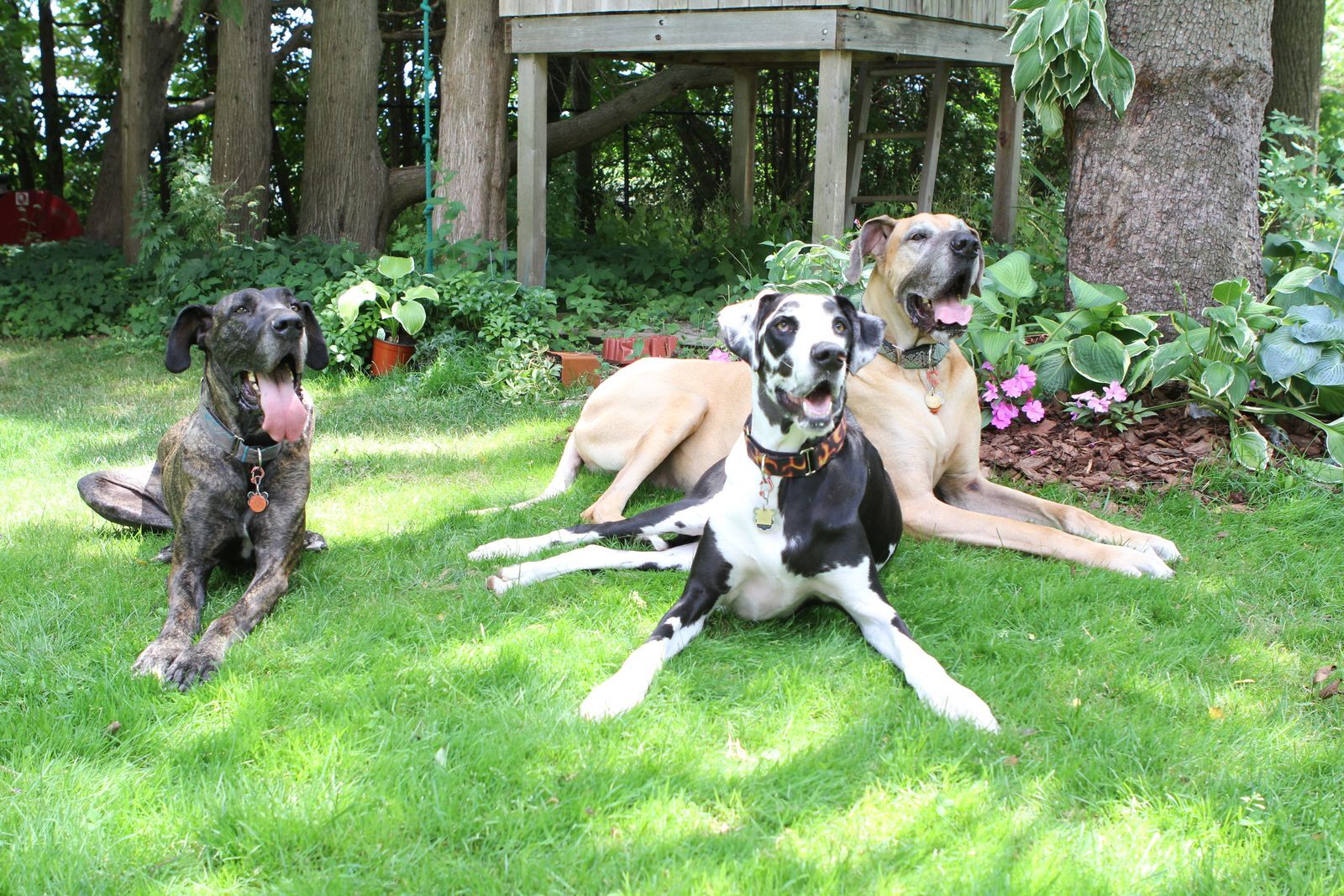 Home : Great Dane Rescue