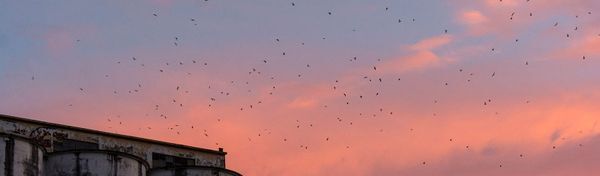 Home | Houston Audubon