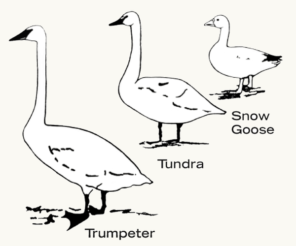 Voice Head & Bill Adult Swan ID |Trumpeter Swan Society