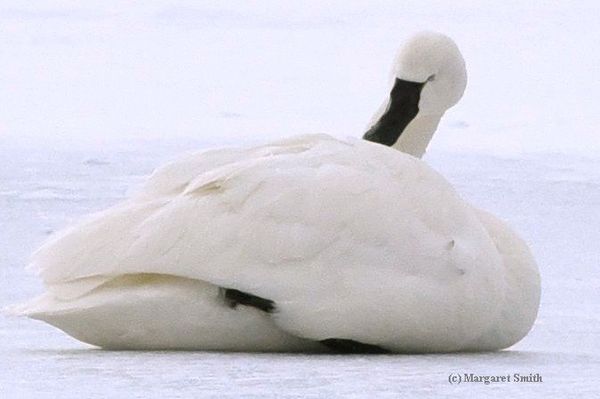 Voice Head & Bill Adult Swan ID |Trumpeter Swan Society