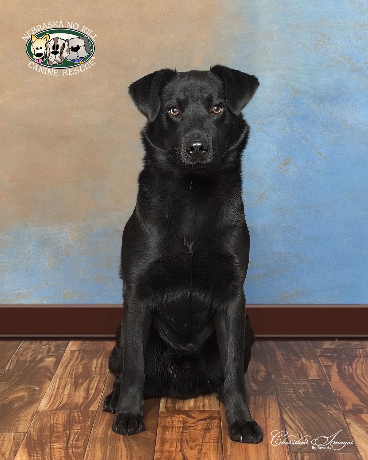 Charlie : Available Dogs : Nebraska No Kill Canine Rescue