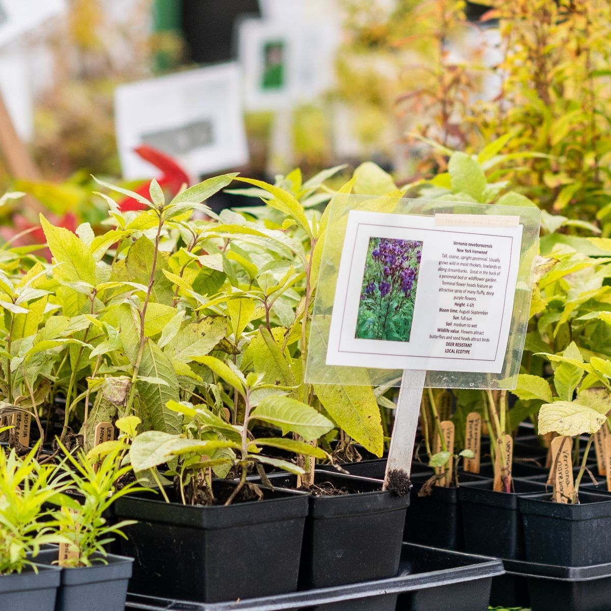 Native Plants Species List 2023 : Native Plants Program : Programs ...