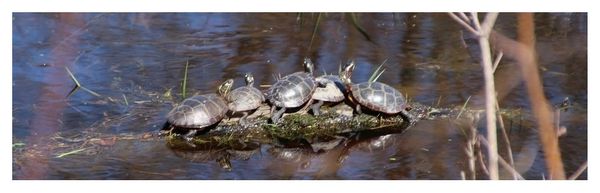 eBird : Citizen Science : Resources : Adkins Arboretum