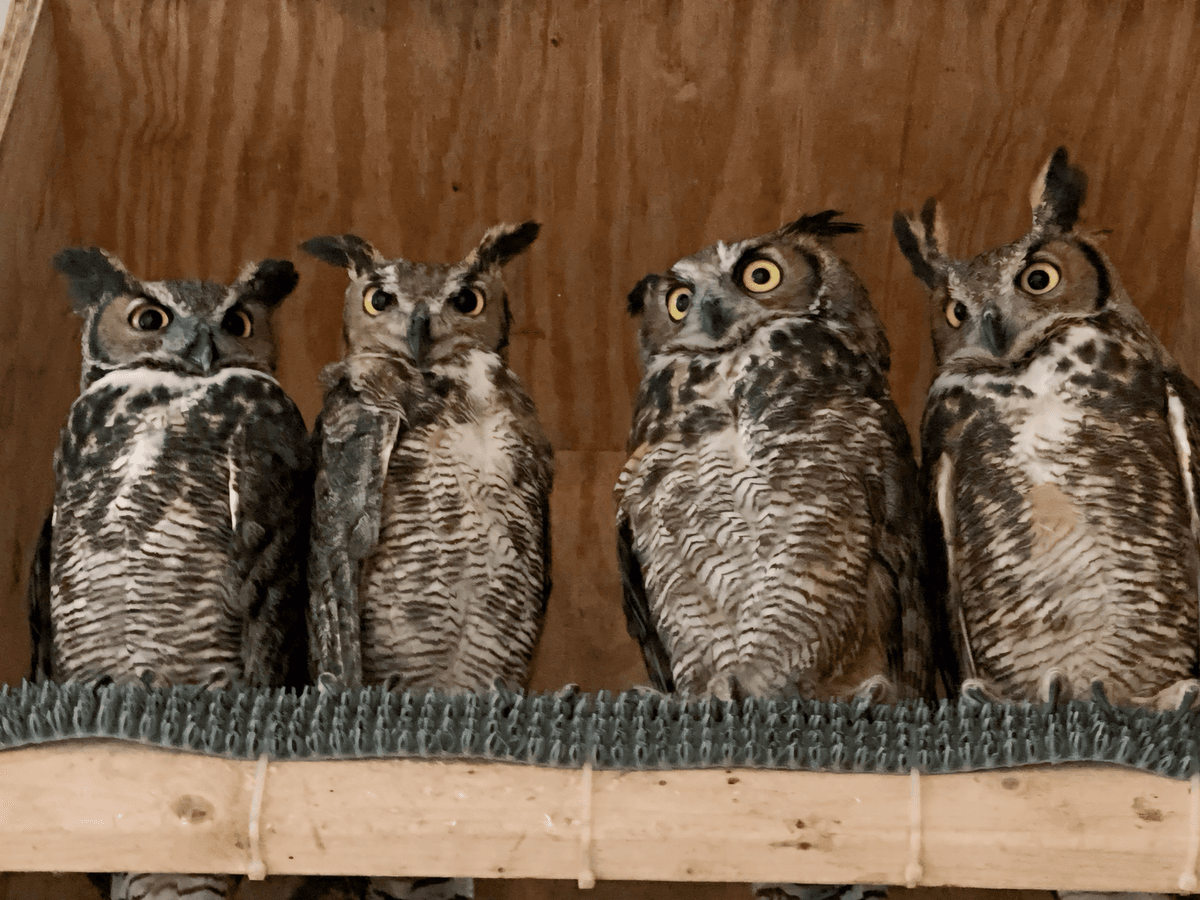 Owl Moon Raptor Center Rescuing Birds of Prey