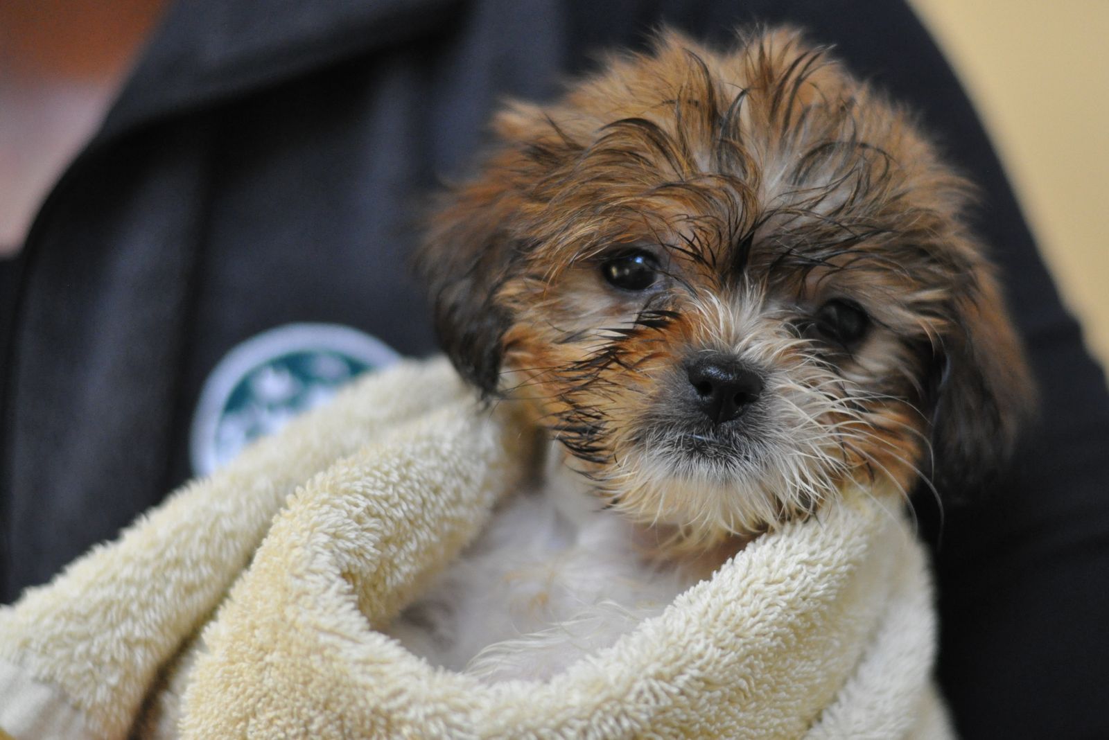 Adoptable Pets at SPCA Monterey County