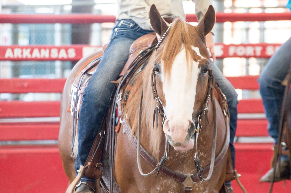 Arkansas Quarter Horse Association | Home