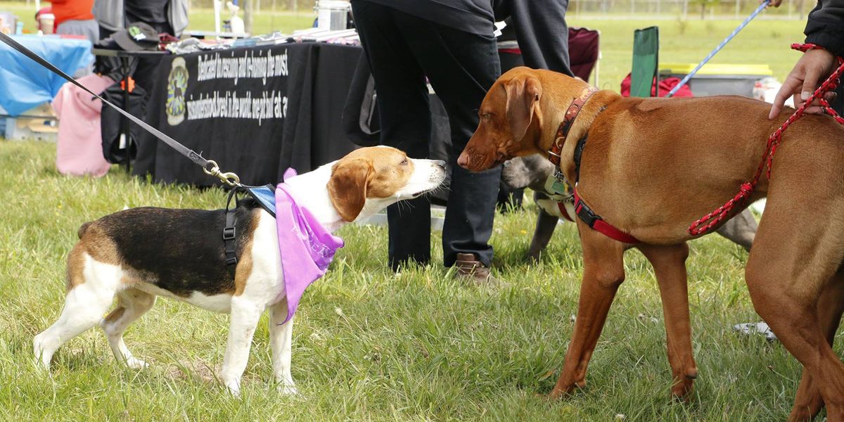 Pennsylvania dog rescue puppy rescue|Adoption center foster homes| dog ...