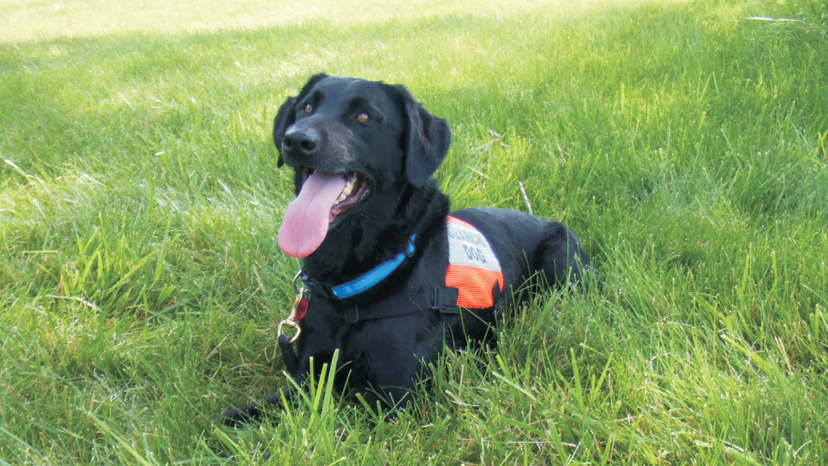 American Rescue Dog Association : About : The Search Dog