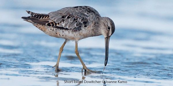 Short-billed Dowitcher | Bird Gallery | Houston Audubon