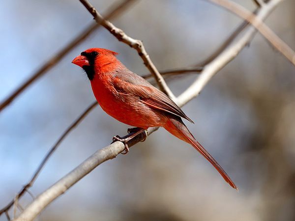 Aldridge Gardens | Nature & Art | Hoover, Alabama