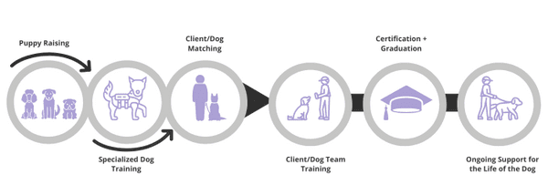 Service Dog Training | Programs | Paragon Service Dogs