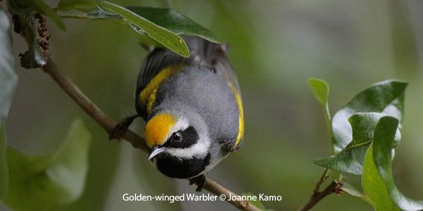 Golden-winged Warbler | Bird Gallery | Houston Audubon