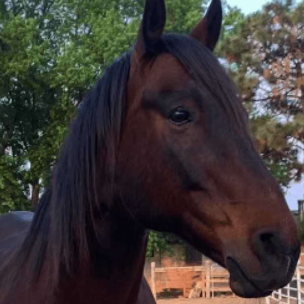 Meet our horse staff : Staff : Victory Riding Academy