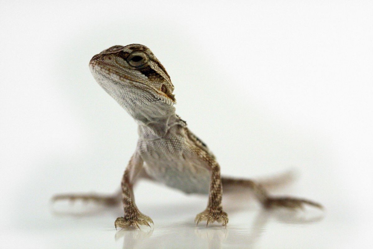 Adoption Days and Tank Sales : Visit : Phoenix Herpetological Society