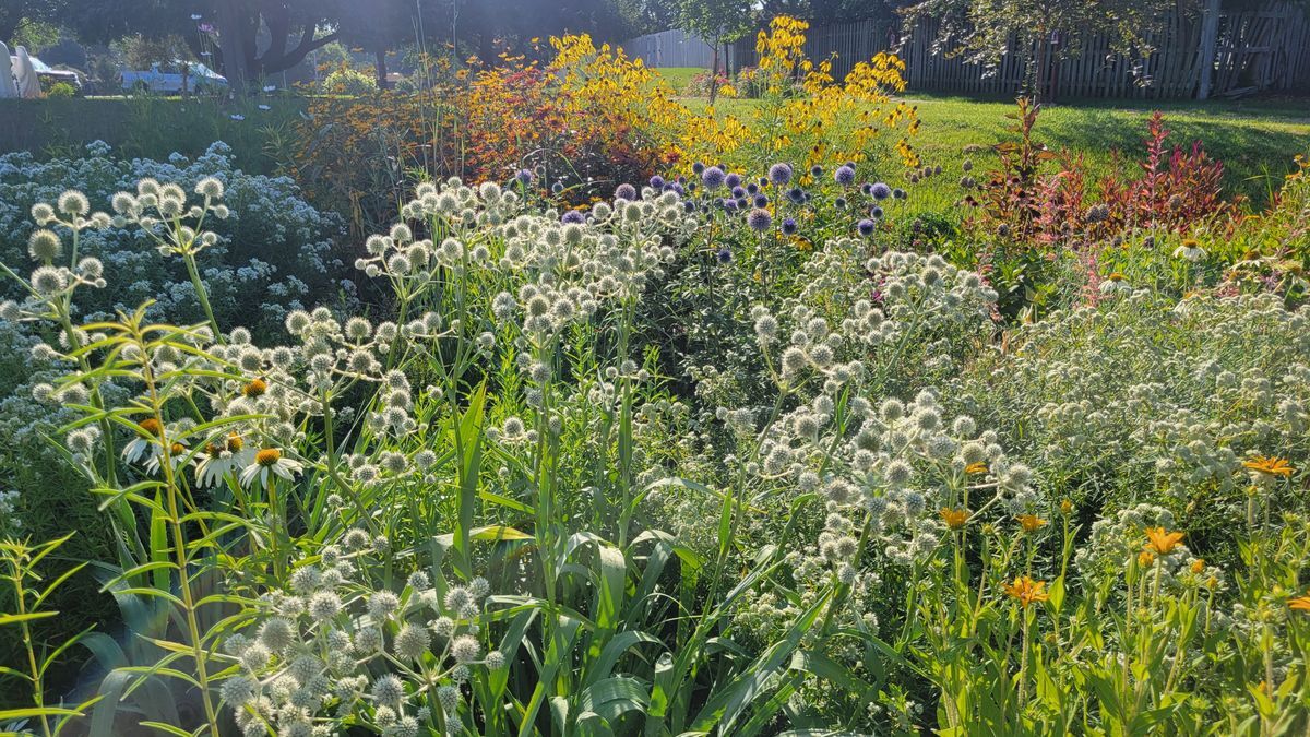 Nebraska Native Plants & Flowers