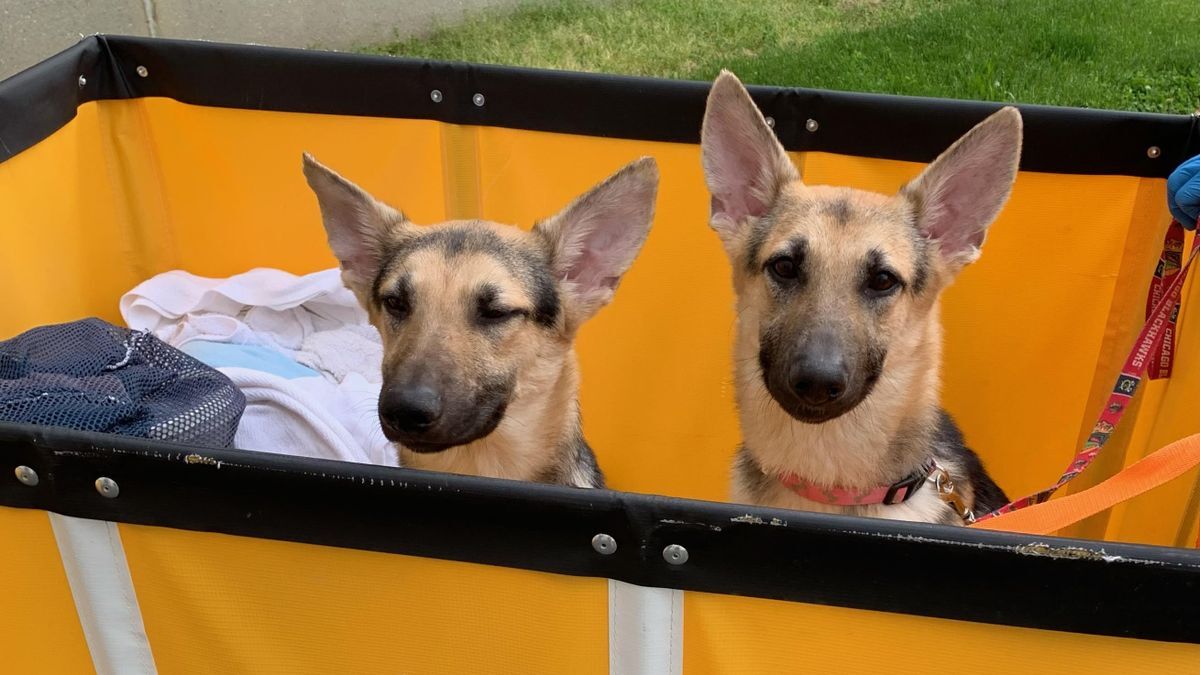 Toledo Correctional Institution Foster Dog Program