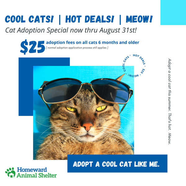 Homeward Animal Shelter : Home