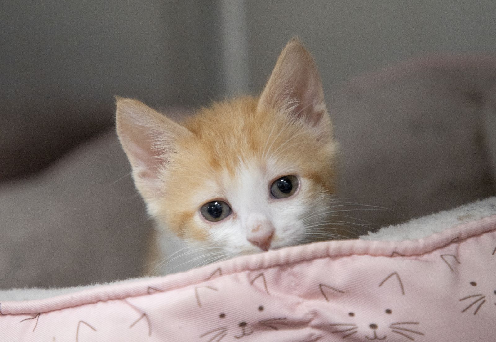 Tri-County Humane Society