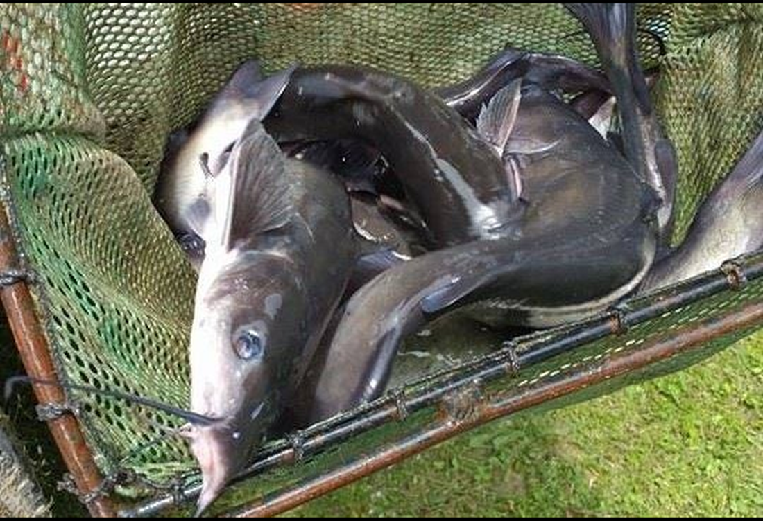 Annual Family Fishing Derby | Free Catfish Fishing for Kids & Disabled ...