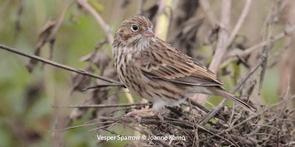 Vesper Sparrow | Bird Gallery | Houston Audubon
